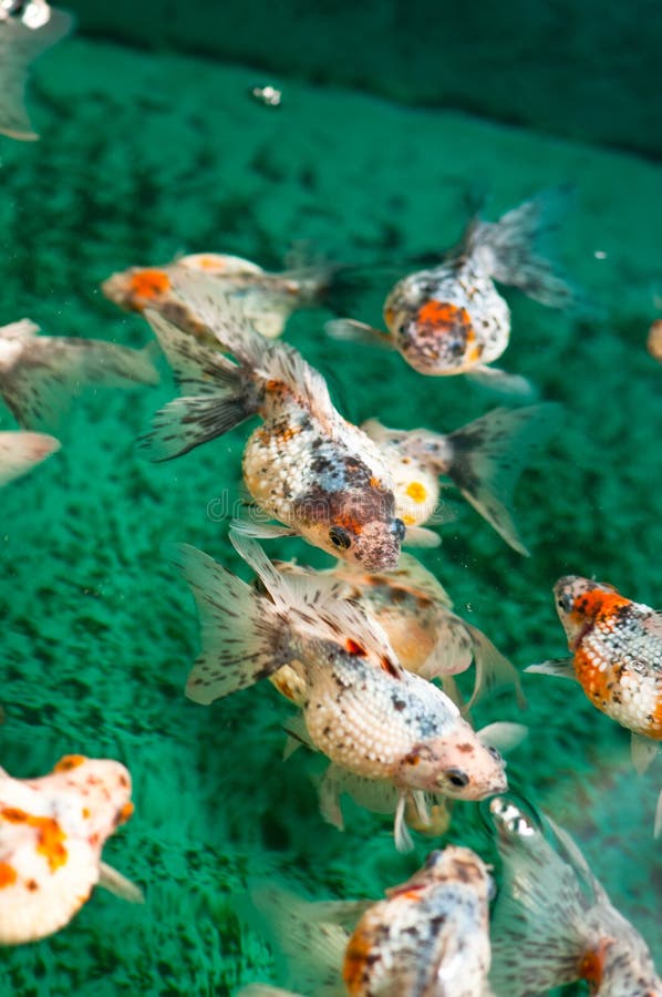 Pearlscale Goldfish stock image. Image of round, hobby - 13300589