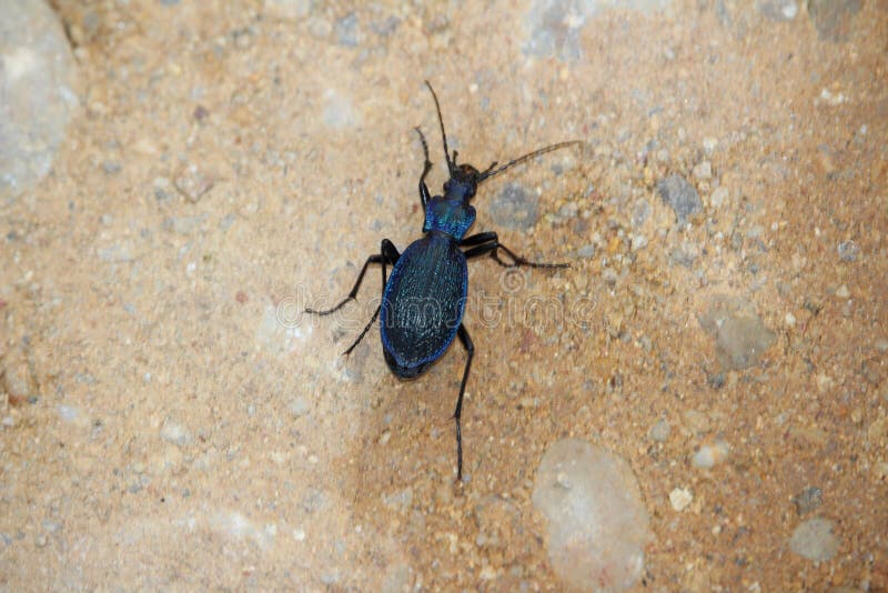 Pearly blue bug stock image. Image of pearly, road, wildlife - 91728119