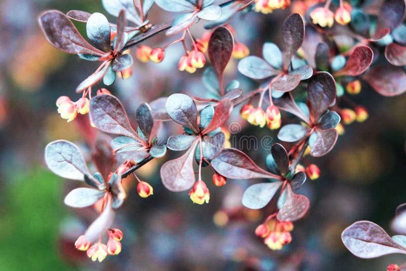 Pearly-blue Leaves of the Barberry Bush Stock Image - Image of delic ...