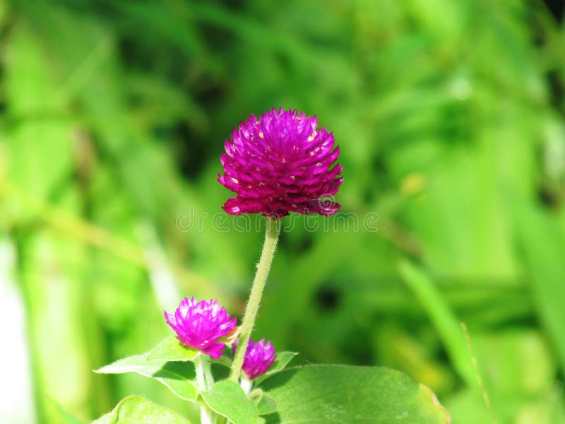 Agaga Flower Stock Photos - Free & Royalty-Free Stock Photos from ...