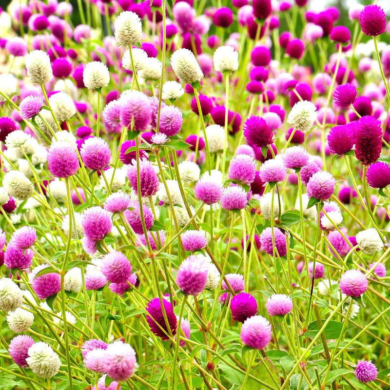 Pearly everlasting flowers stock image. Image of thailand - 21295769