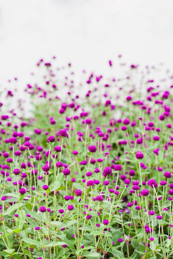Pearly everlasting flowers stock photo. Image of green - 45692996