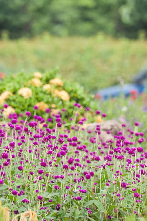 Pearly everlasting flowers stock image. Image of flower - 46352797