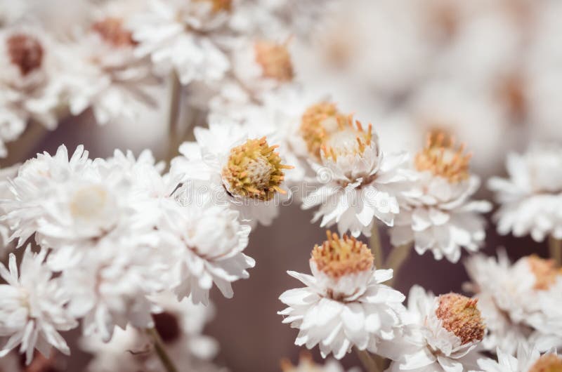 Pearly everlasting flowers stock image. Image of asian - 21295769