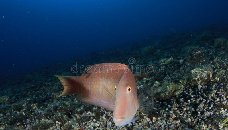 A Pearly Razor Fish Looks Curiously at the Camera on the Sandy Seabed ...