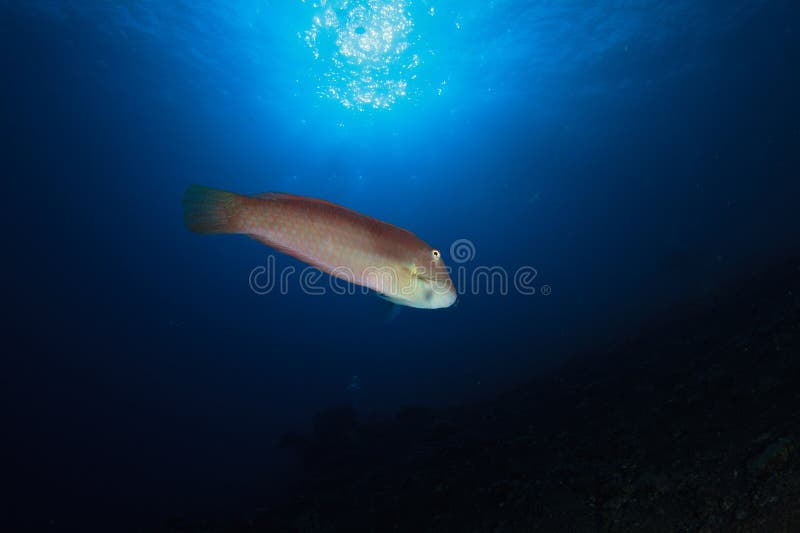 Razorfish Moves Stock Photos - Free & Royalty-Free Stock Photos from ...