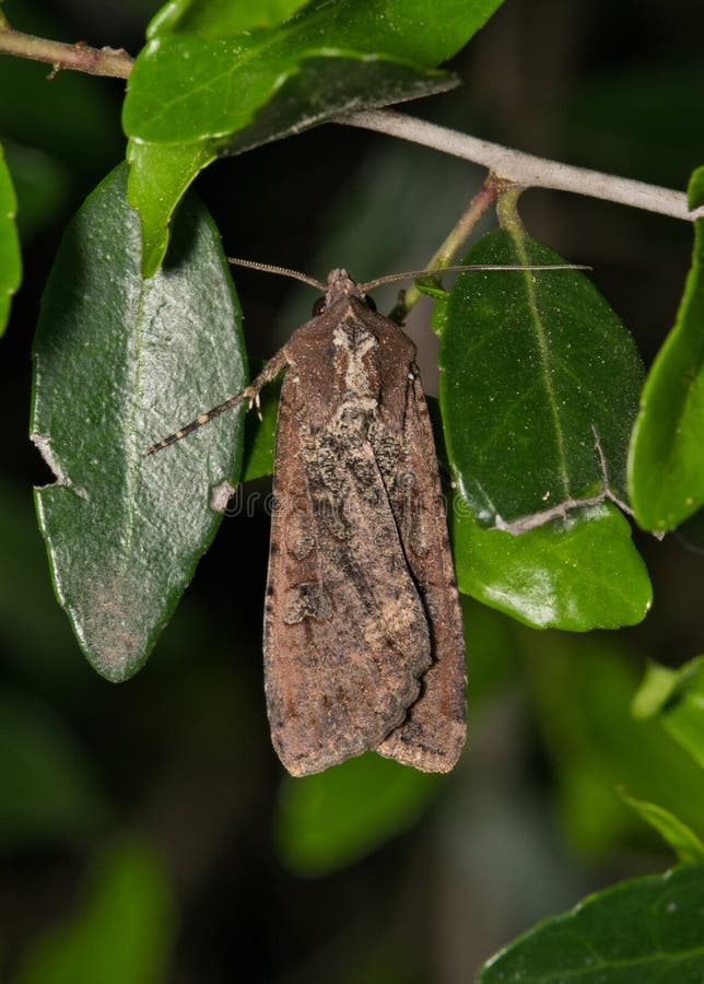 Saucia Insect Stock Photos - Free & Royalty-Free Stock Photos from Dreamstime