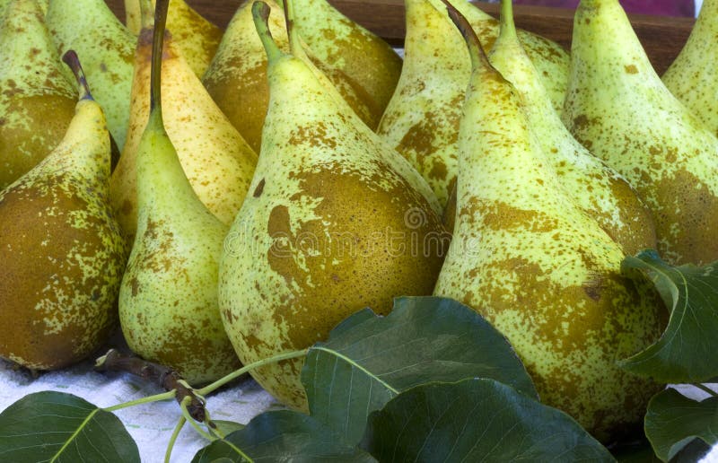 Pears stock photo. Image of healthy, natural, field, rural - 11183548