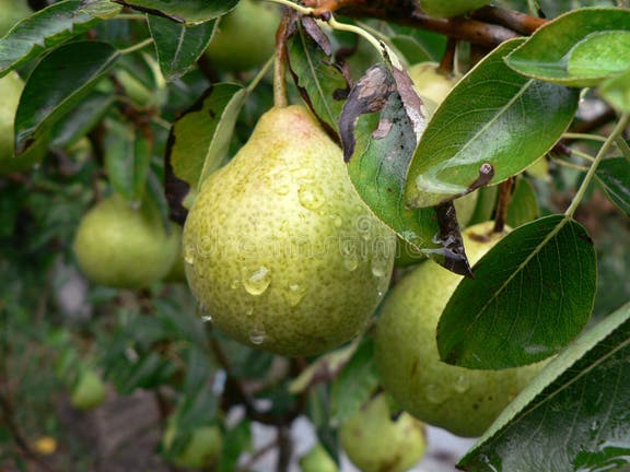Pears stock image. Image of pears, fauna, july, leaves - 1187857