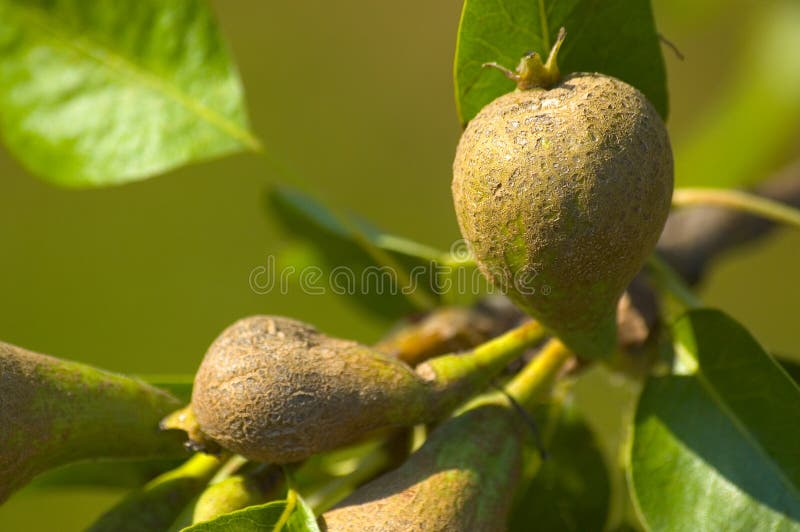 Pears stock image. Image of orchard, vegetable, peer - 11965957