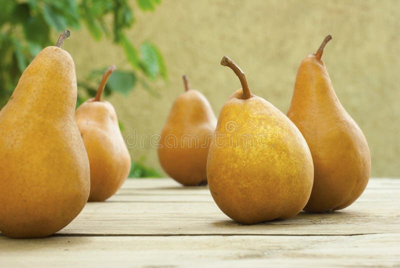 Pears stock photo. Image of summer, fruit, softness, ripe - 21467280