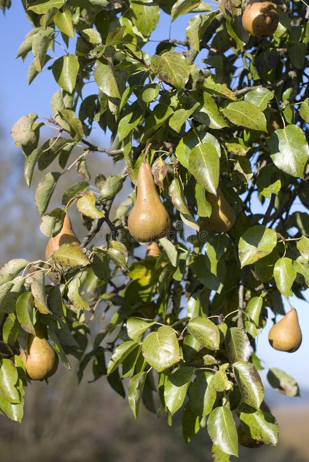 Pears stock photo. Image of leaves, nature, fall, tree - 24735562