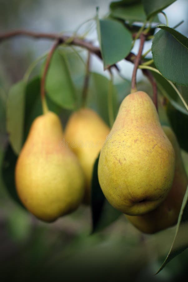 Pears stock image. Image of harvest, orchard, pear, bunch - 26666401