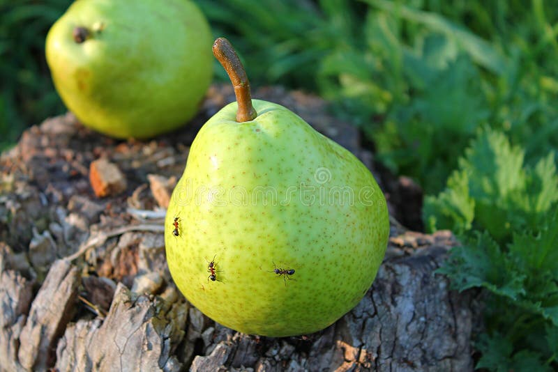 Pears ants stock photo. Image of color, ripe, insects - 39251932