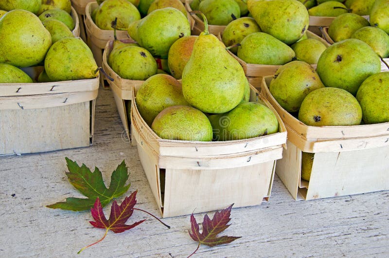 Pears with autumn leaves stock image. Image of healthy - 34254919
