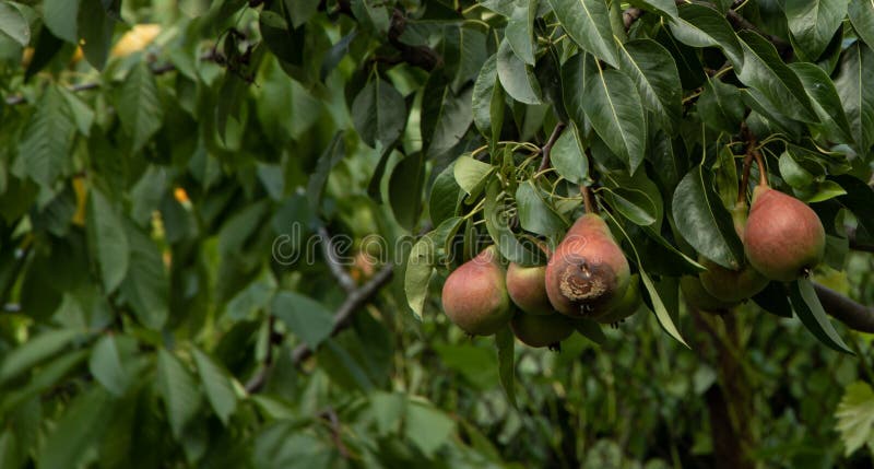 Pears Begin To Rot in the Tree Stock Image - Image of organic, healthy ...