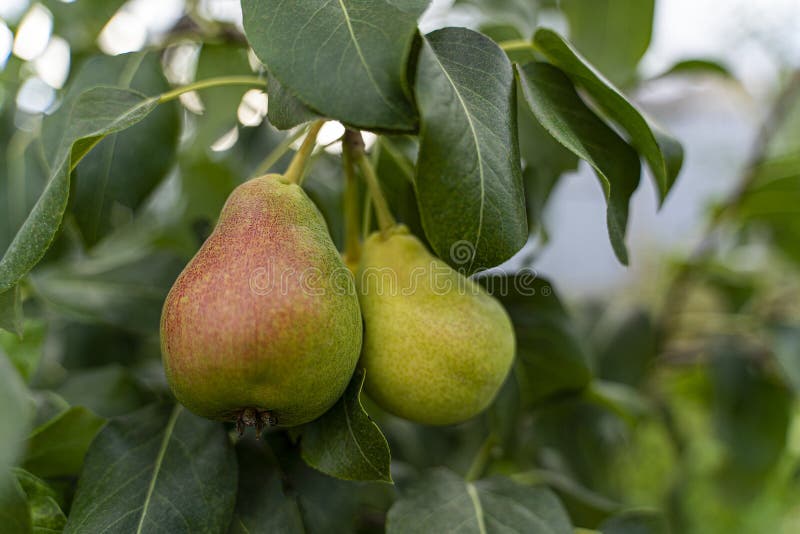 Pears on a Branch. Vegetable Background Macro Texture Copyspace. Good ...