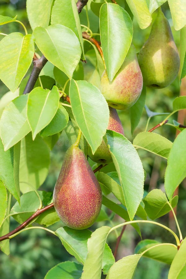 Pears on a Branches in an Orchard Closeup Stock Image - Image of garden ...