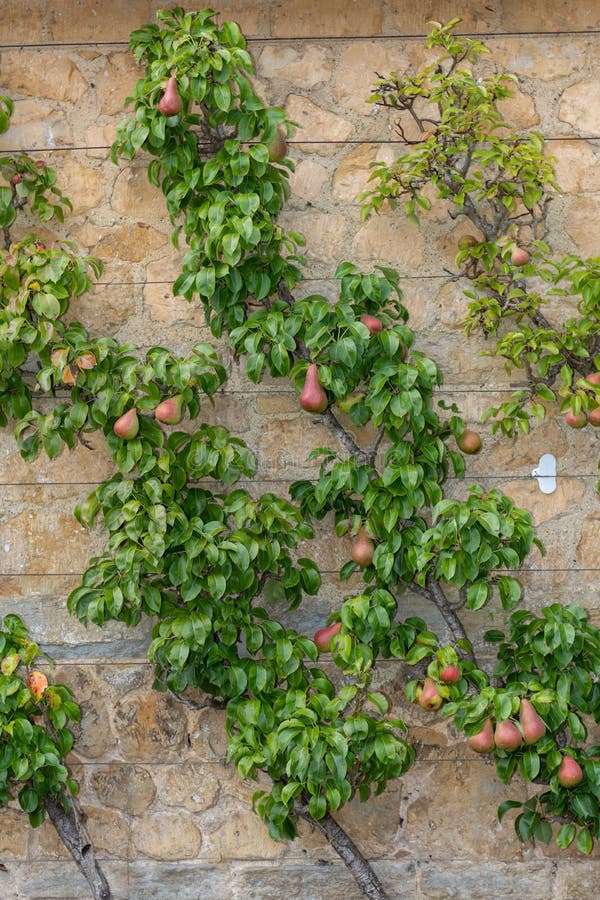 Pears stock photo. Image of branch, tree, wall, growth - 228181992