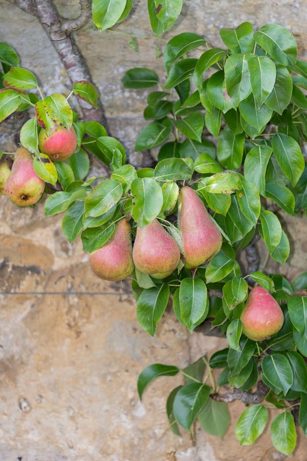 Pears stock photo. Image of edible, nature, colour, natural - 228182152