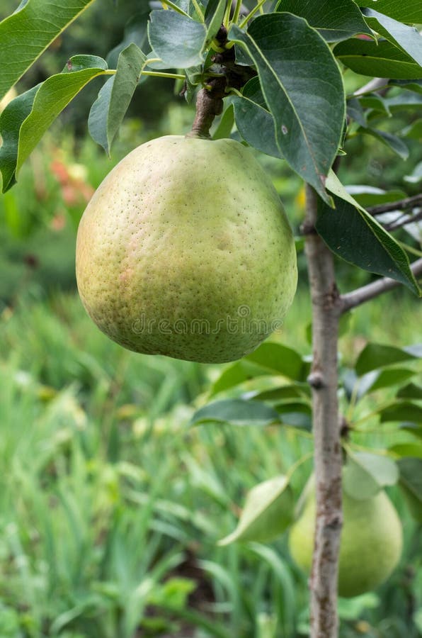 Pears on the Columnar Pear Tree in the Summer Garden Stock Photo ...