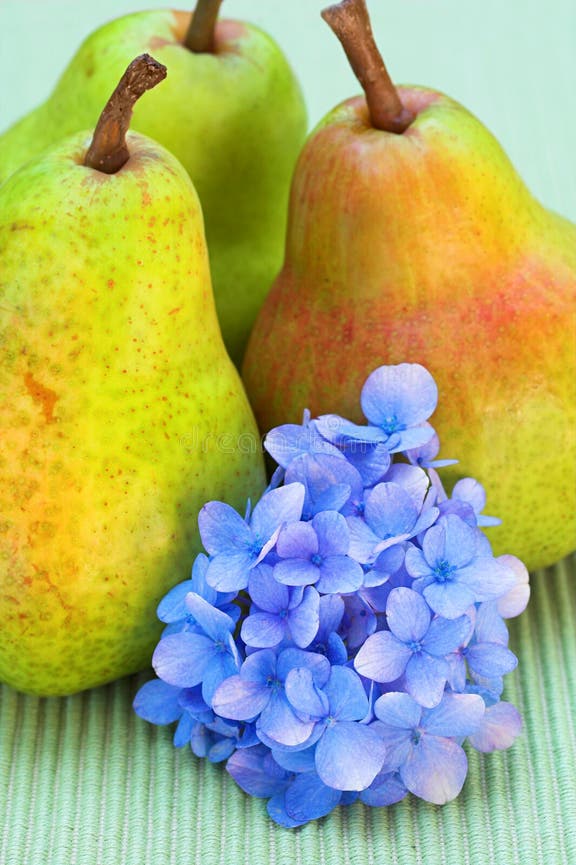 Pears and flower stock image. Image of blue, blooming - 2873963