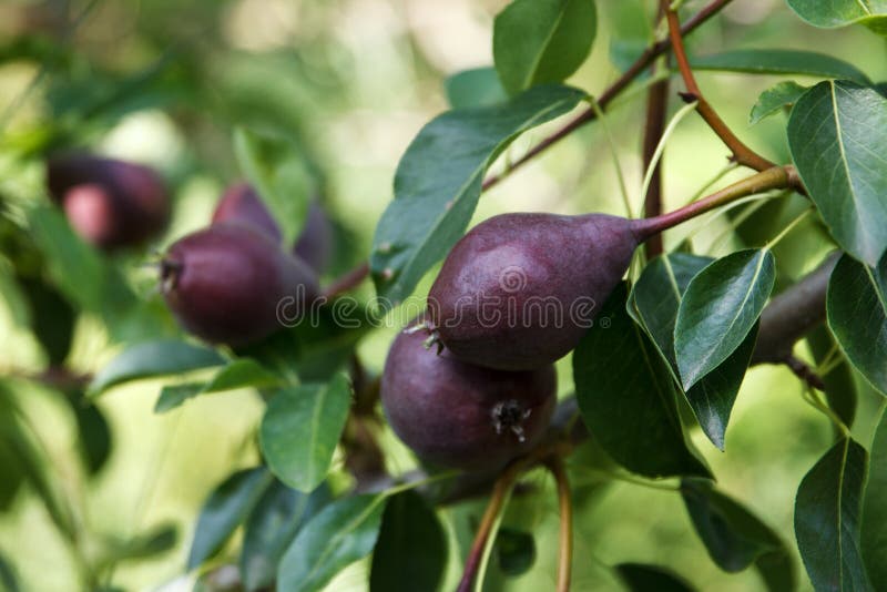 Pears Grow and Spit on a Tree in a Beautiful Fruit Garden Stock Photo ...