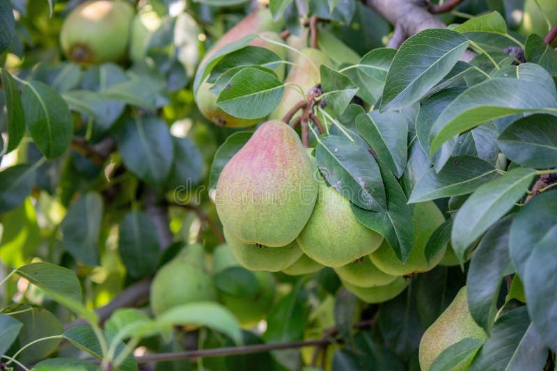 Pears Grow on a Tree, Harvest. Selective Focus Stock Image - Image of ...