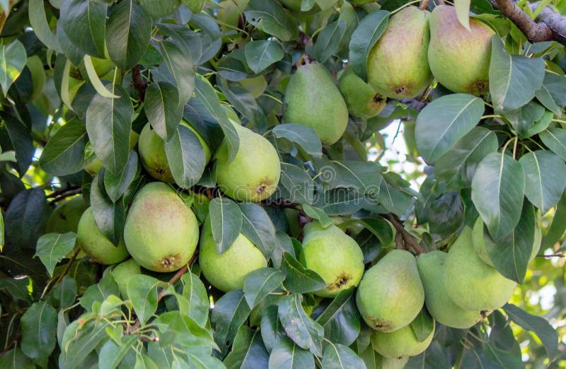 Pears Grow on a Branch in the Garden. Small Unripe Fruits in the ...