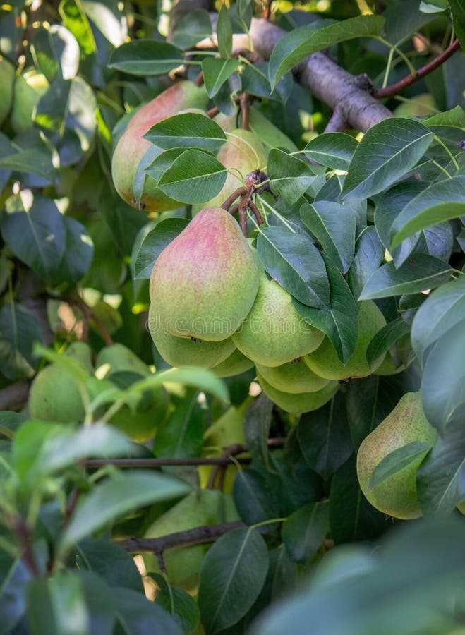 Pears Grow on a Branch in the Garden. Small Unripe Fruits in the ...