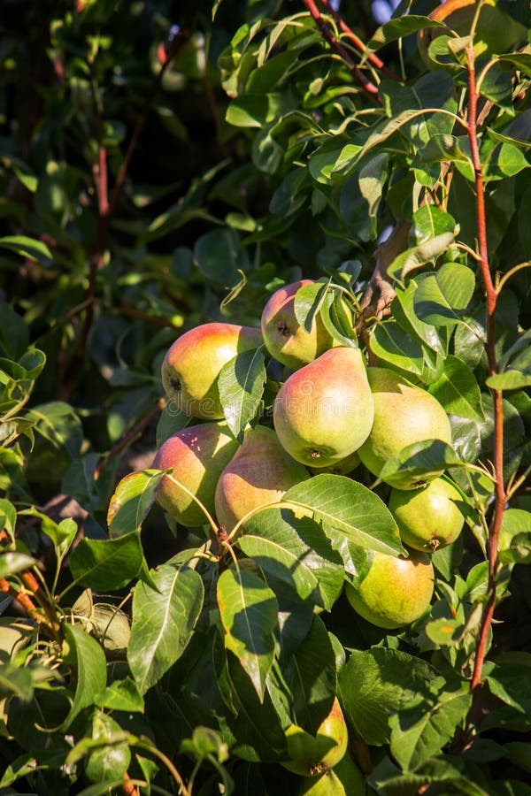 Pears Grow on a Branch in the Garden. Small Unripe Fruits in the ...
