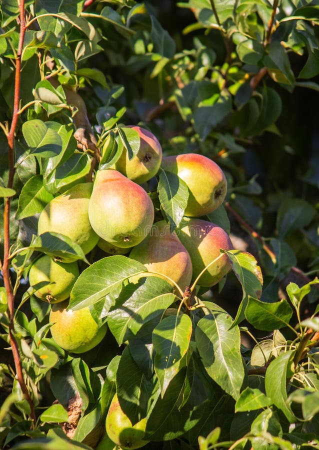 Pears Grow on a Branch in the Garden. Small Unripe Fruits in the ...