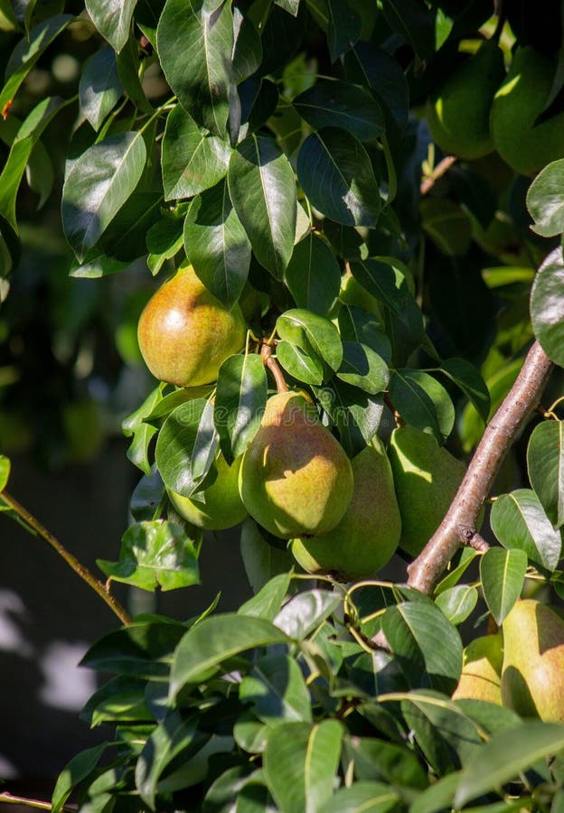 Pears Grow on a Branch in the Garden. Small Unripe Fruits in the ...