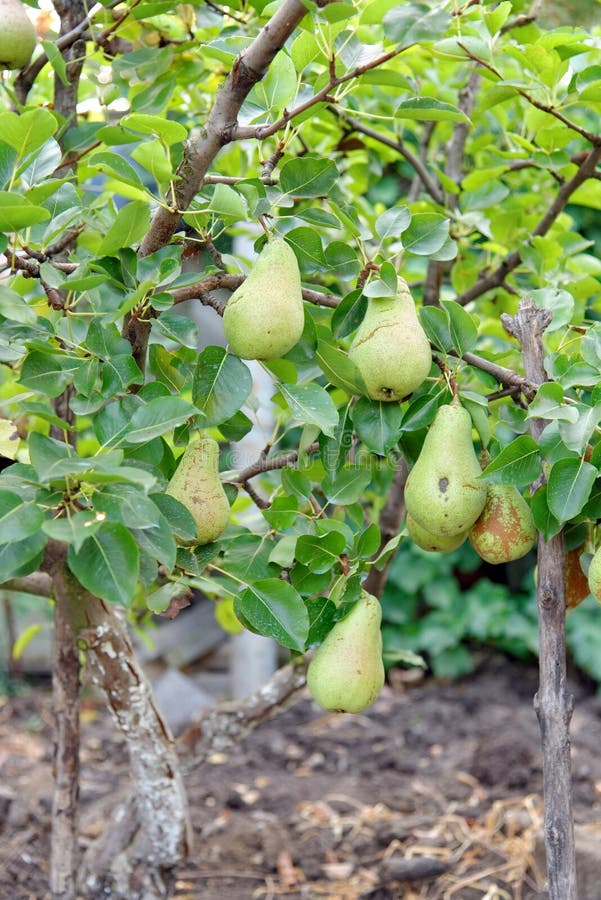 Pears Growing on a Pear Tree Stock Photo - Image of farming, fruit ...
