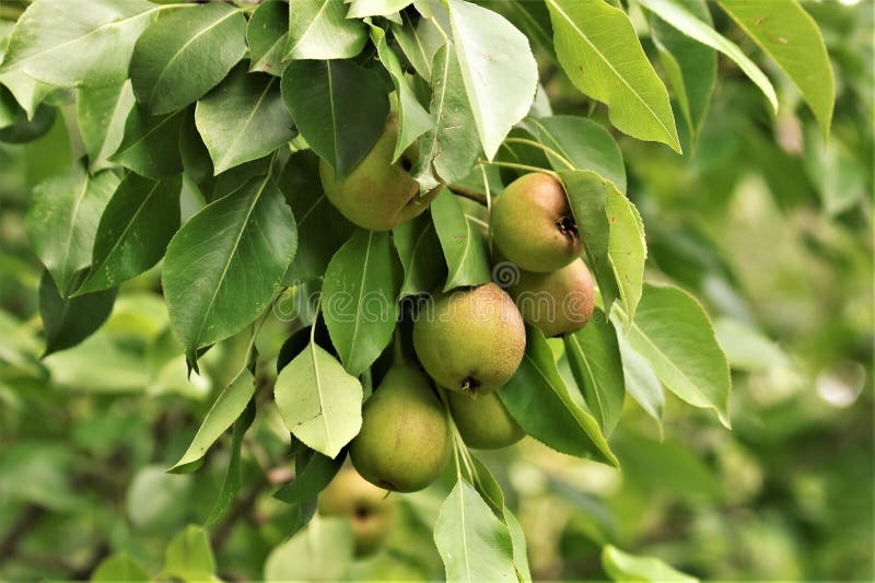Pears Growing on Tree Branch Stock Photo - Image of tree, young: 277729214