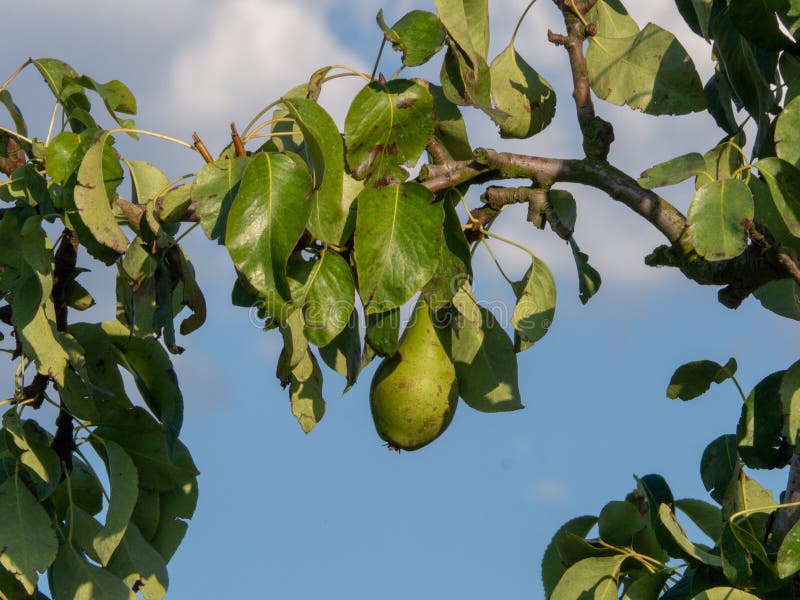 Pears Growing on a Tree, Healthy Fruit Stock Photo - Image of green ...