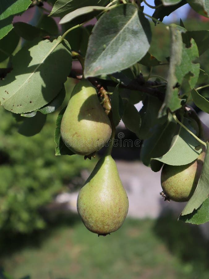 Pears Growing on the Tree. Pear Tree. Stock Photo - Image of ripe ...