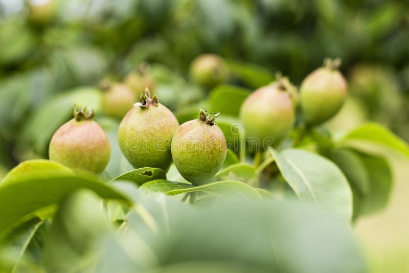 Pears growing on tree stock photo. Image of closeup, landscape - 42545146
