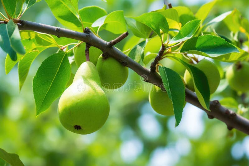 Pears Hanging Low on a Tree Branch Stock Image - Image of fruit ...