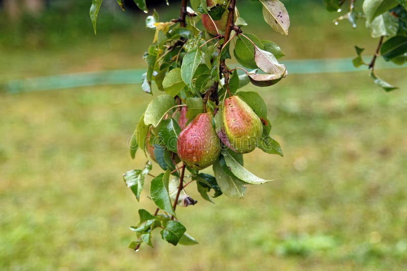 Pears Hanging on a Tree in Autumn Stock Image - Image of fruit, pear ...