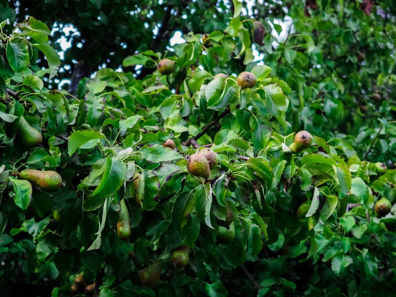 749 Forest Pears Stock Photos - Free & Royalty-Free Stock Photos from ...