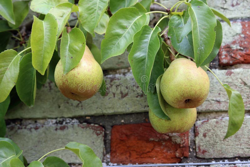 Pears hanging on a tree stock image. Image of pear, brick - 157660759