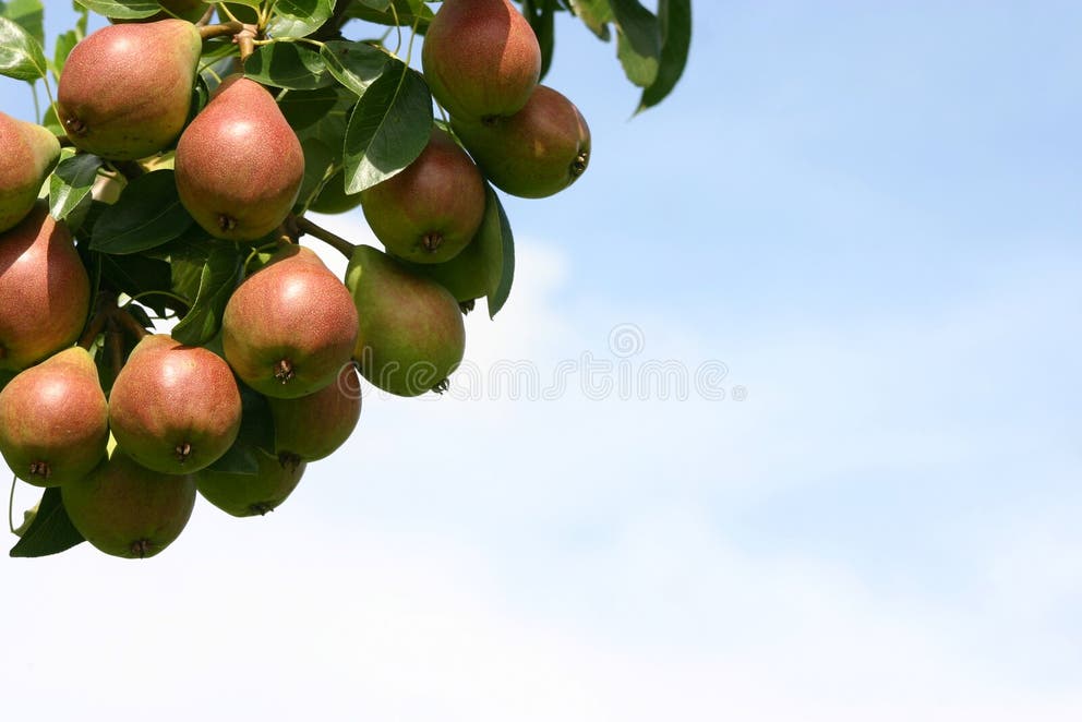 Pears in July stock image. Image of tree, farm, fruit - 2898153