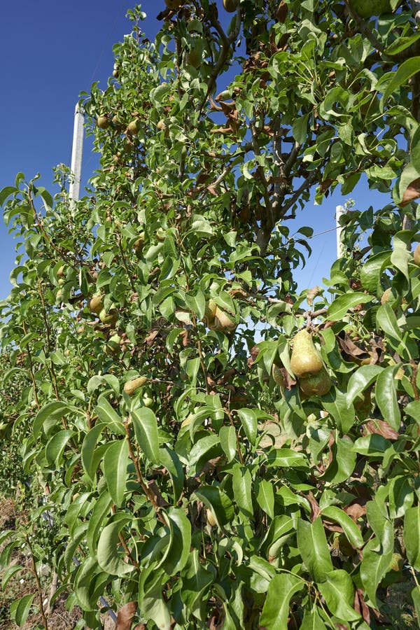 Pears stock photo. Image of cultivation, plant, nature - 224217590