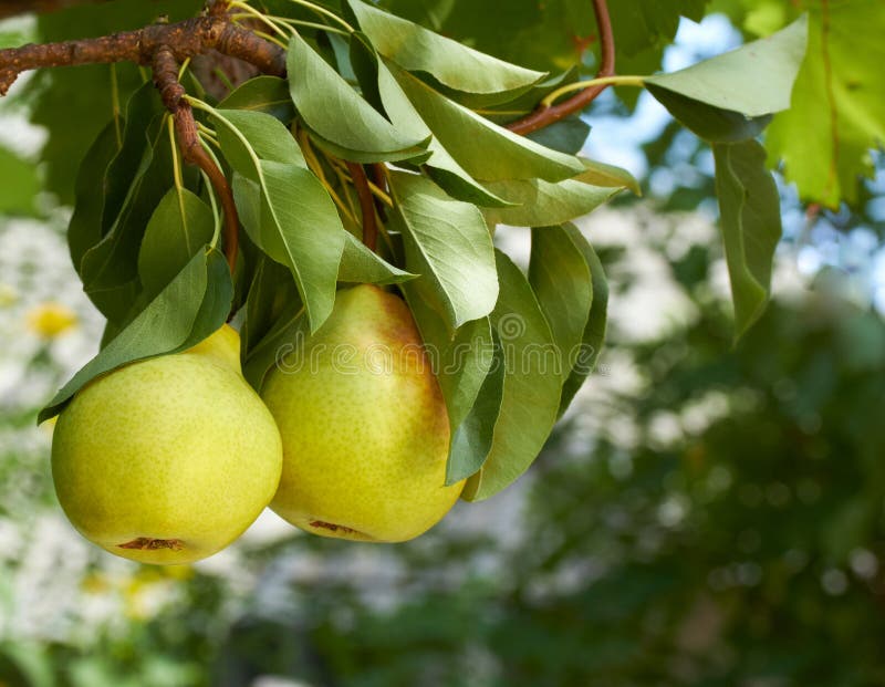Pears on market stock photo. Image of green, pears, nature - 101336
