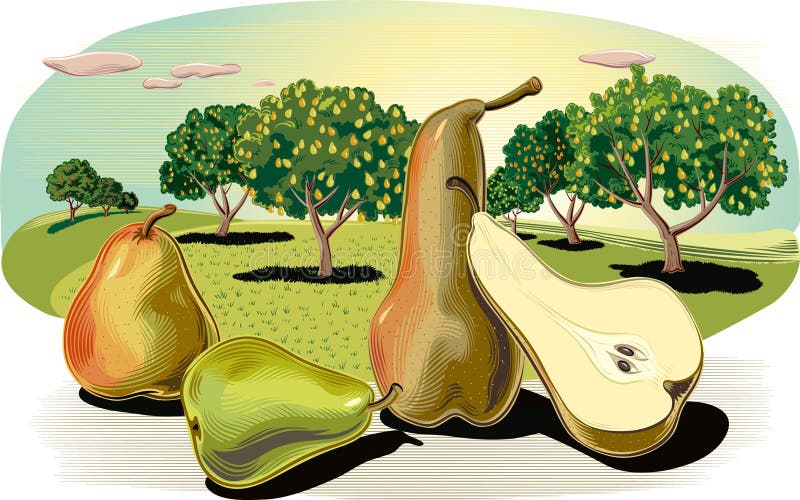 Pears in Orchard Landscape. Stock Vector - Illustration of landscape ...