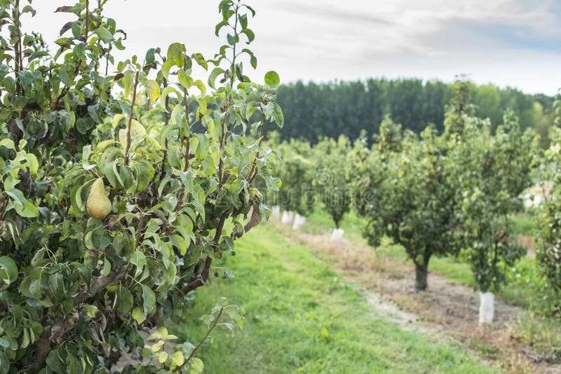 Pears in orchard stock photo. Image of plant, food, ripe - 138011300
