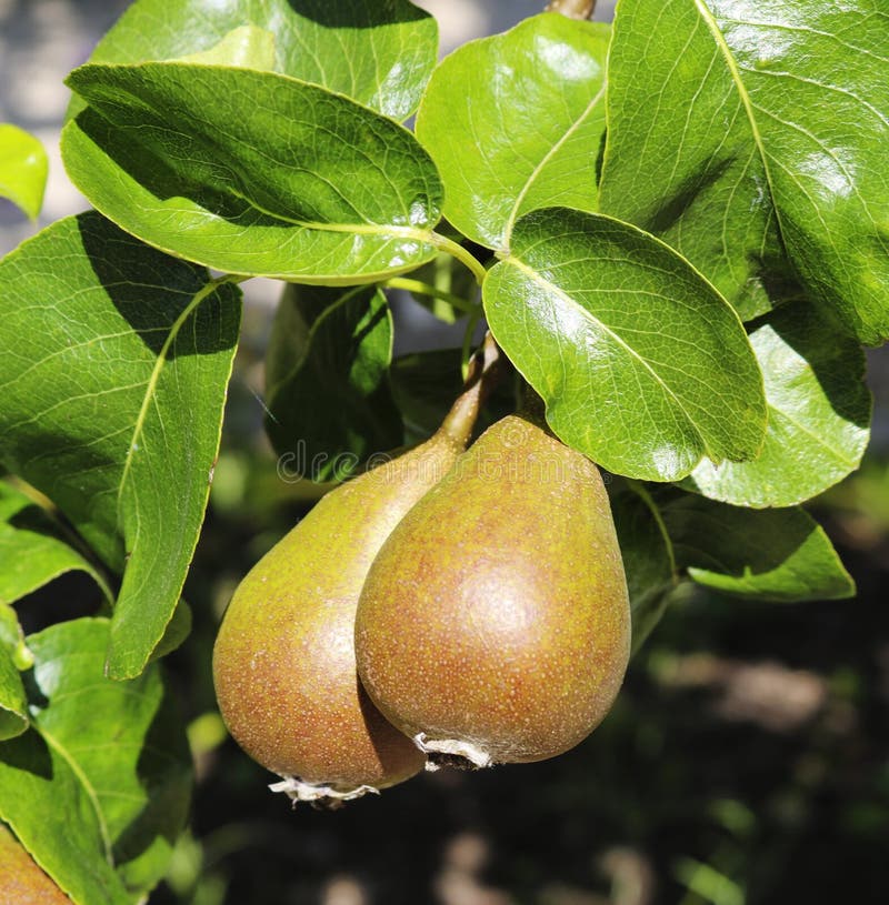Pear Tree stock image. Image of plants, harvest, orchard - 95859435