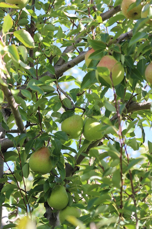 Pears stock photo. Image of ready, orchard, nature, fall - 127479194