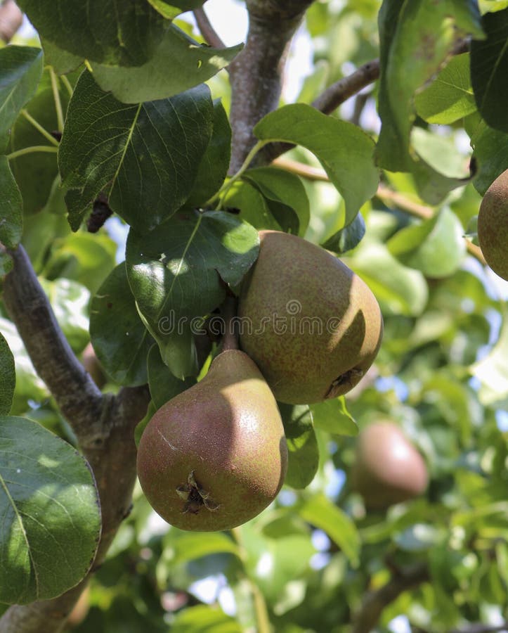 Pears stock photo. Image of nature, pink, natural, farm - 205050164